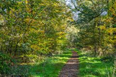Savernake Forest | History, Beautiful Photos & Visiting Information